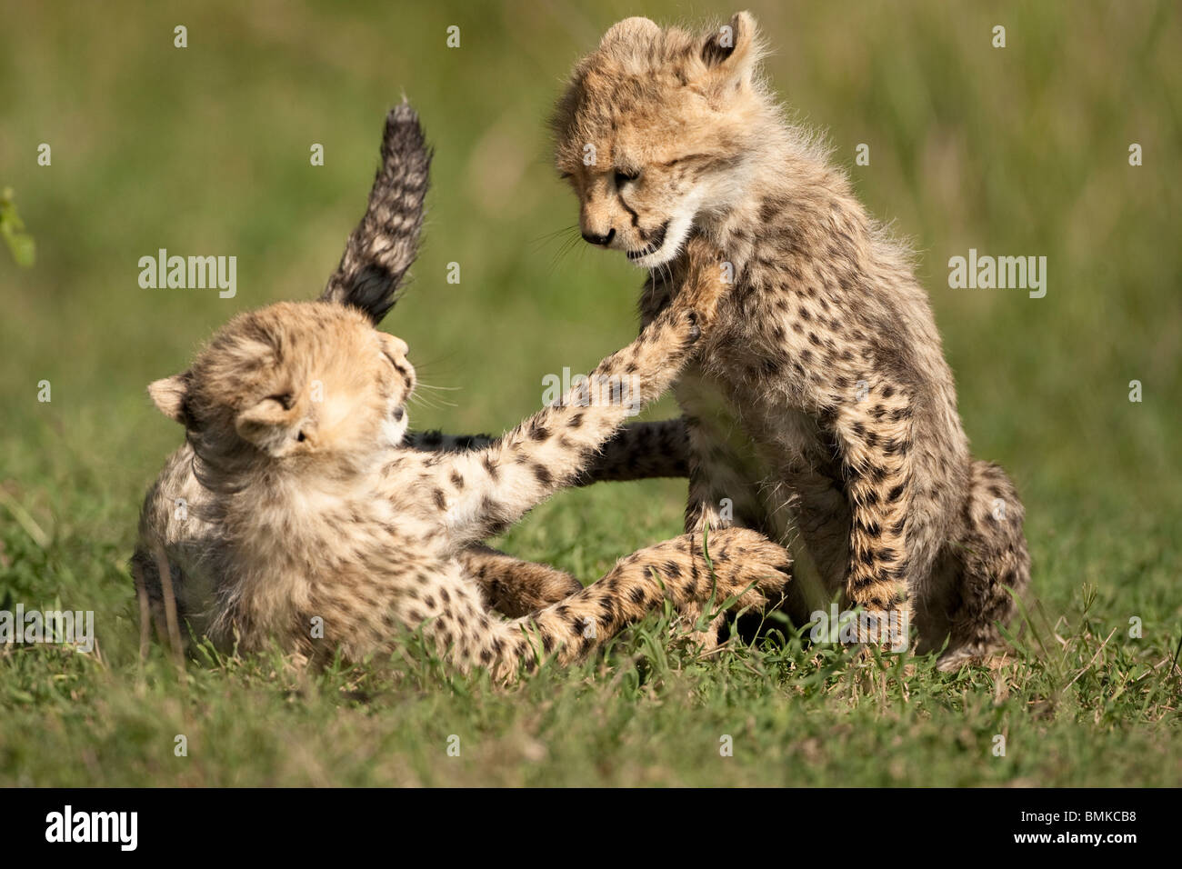 Spotted sprinter hi-res stock photography and images - Alamy