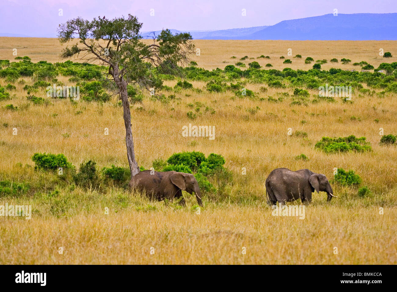 A African Elephant grazing in the fields of the Maasai Mara Kenya Stock ...