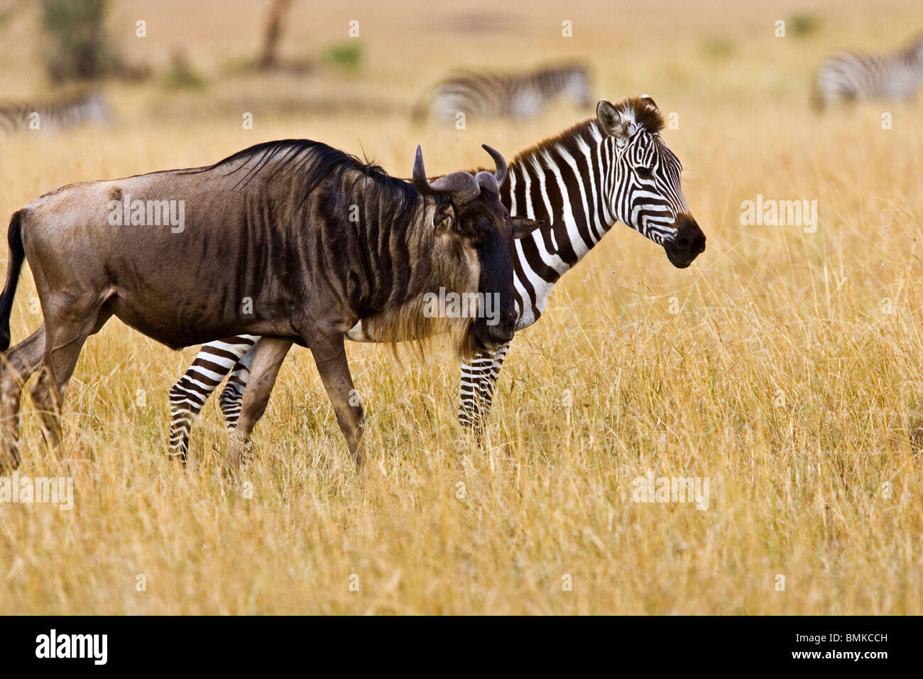 Zebra and wildebeast migration hi-res stock photography and images - Alamy