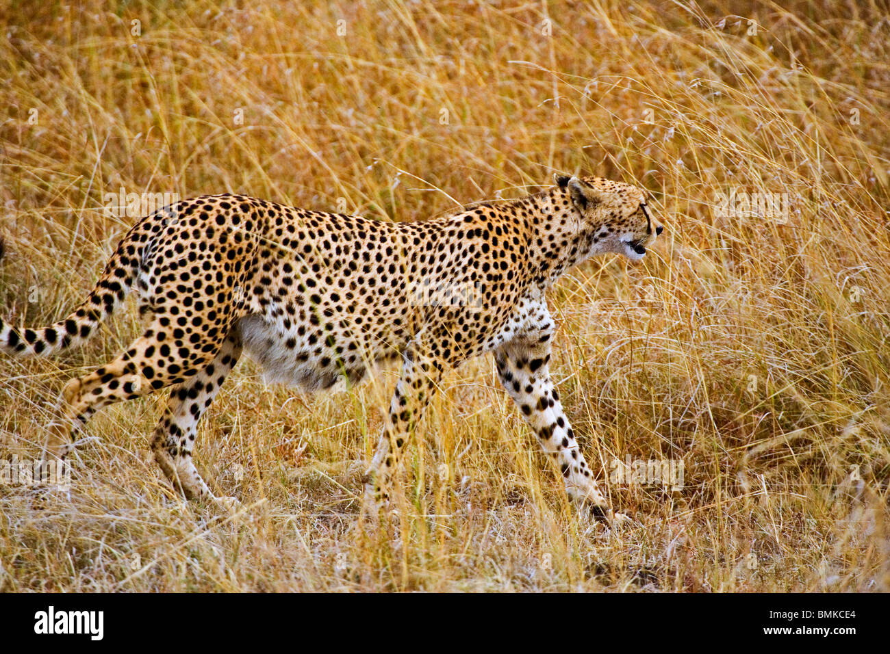 A Cheetah in the brush at the Maasai Mara Kenya Stock Photo - Alamy