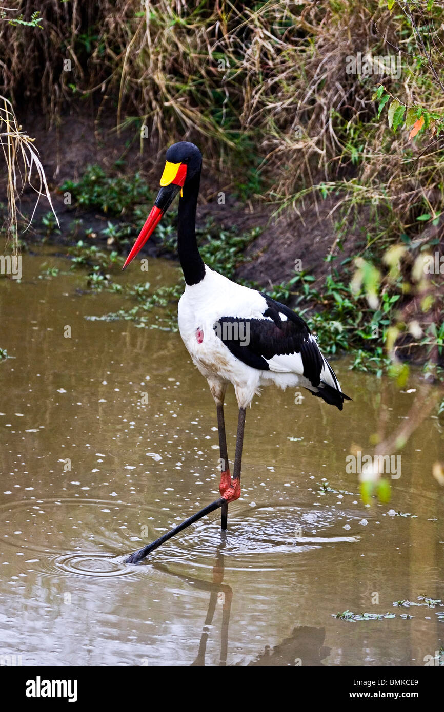 A Saddle-backed Stork standing in still water in the Maasai Mara Stock ...