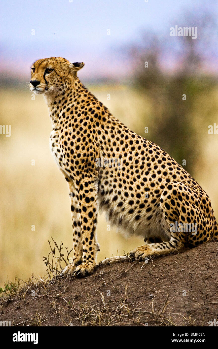 Cheetah in brush maasai mara hi-res stock photography and images - Alamy