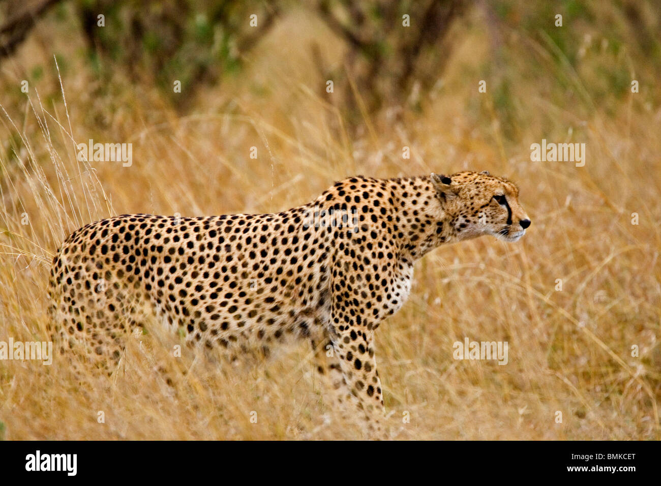 Cheetah in brush maasai mara hi-res stock photography and images - Alamy