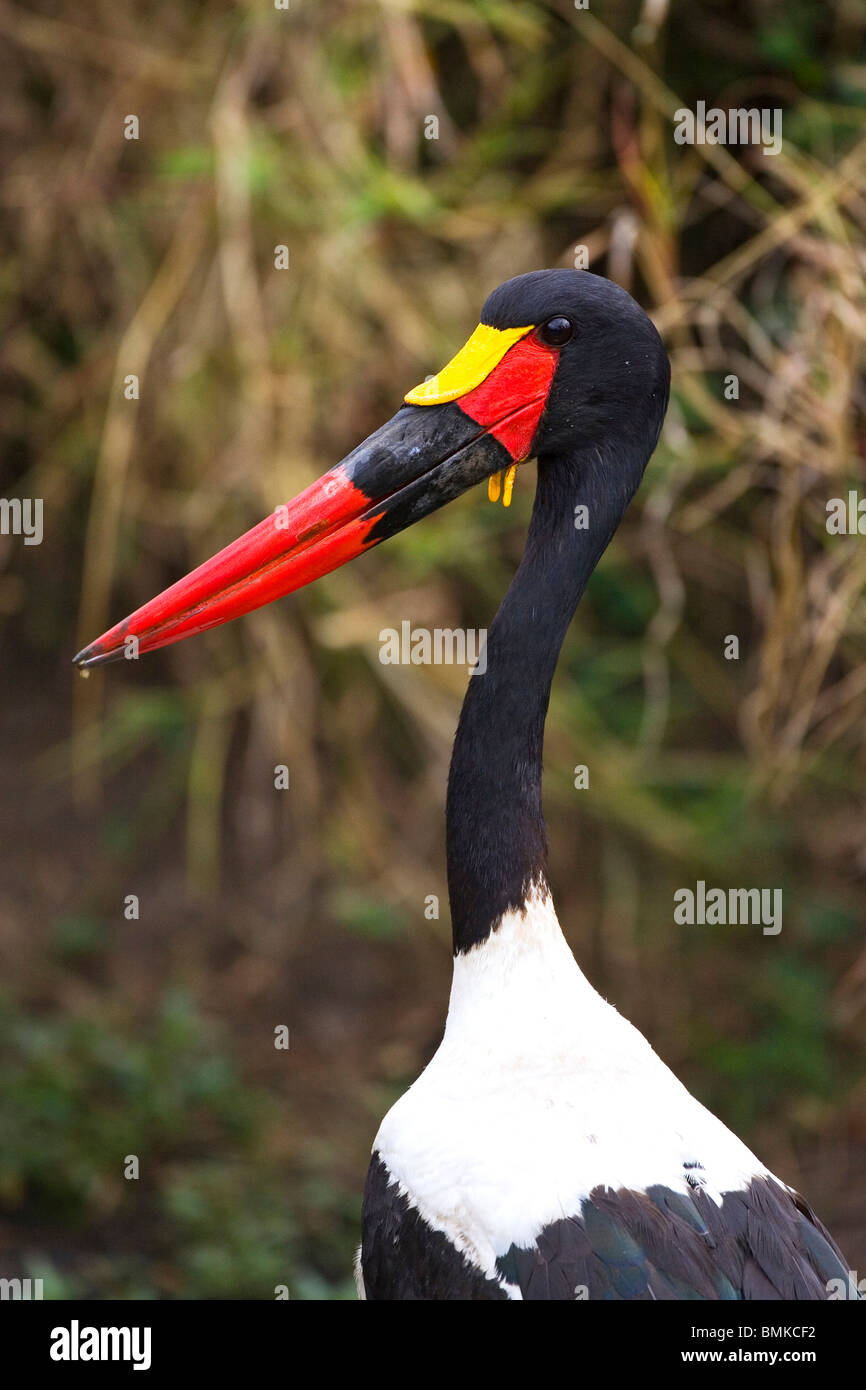 A Saddle-backed Stork standing in still water in the Maasai Mara Stock ...