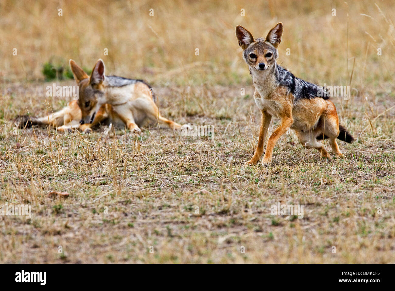 Silver-backed Jackals caring for each other in the brush of Maasai Mara ...