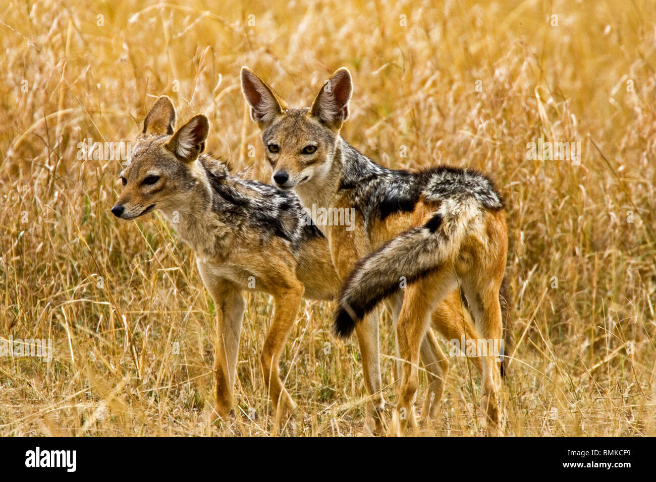 Silver-backed Jackals careing for each other in the brush of Maasai ...