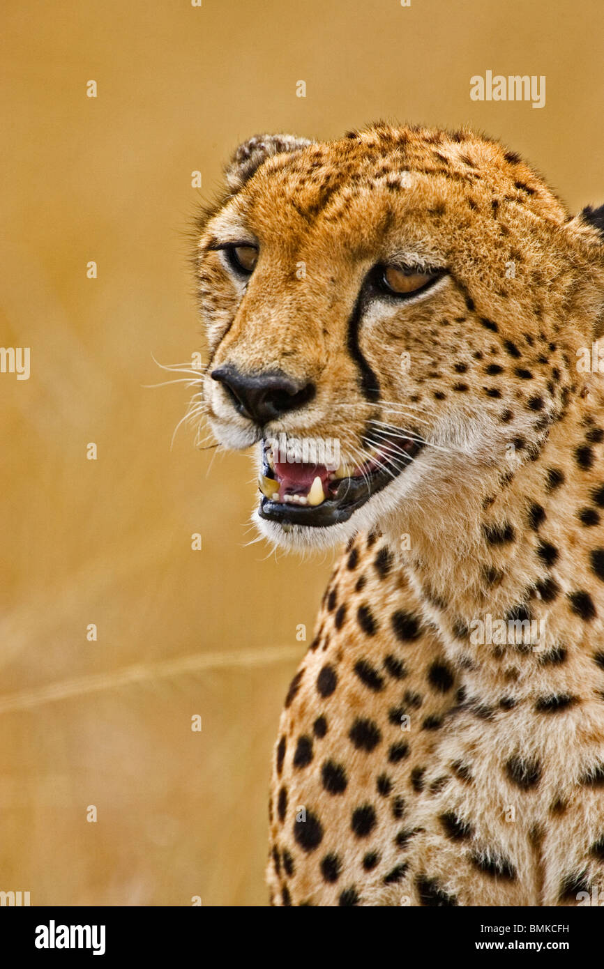 Cheetah in brush maasai mara hi-res stock photography and images - Alamy