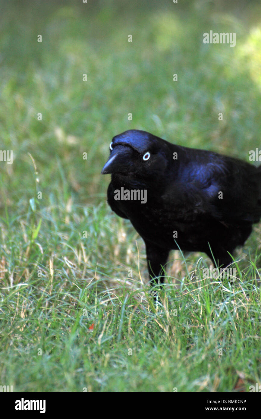FRONT SIDE VIEW OF RAVEN BDA Stock Photo - Alamy