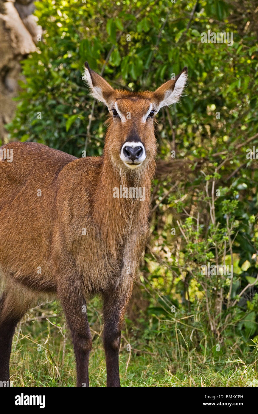 Male Water Buck peaking out of the tree line in the Maasai Mara ...