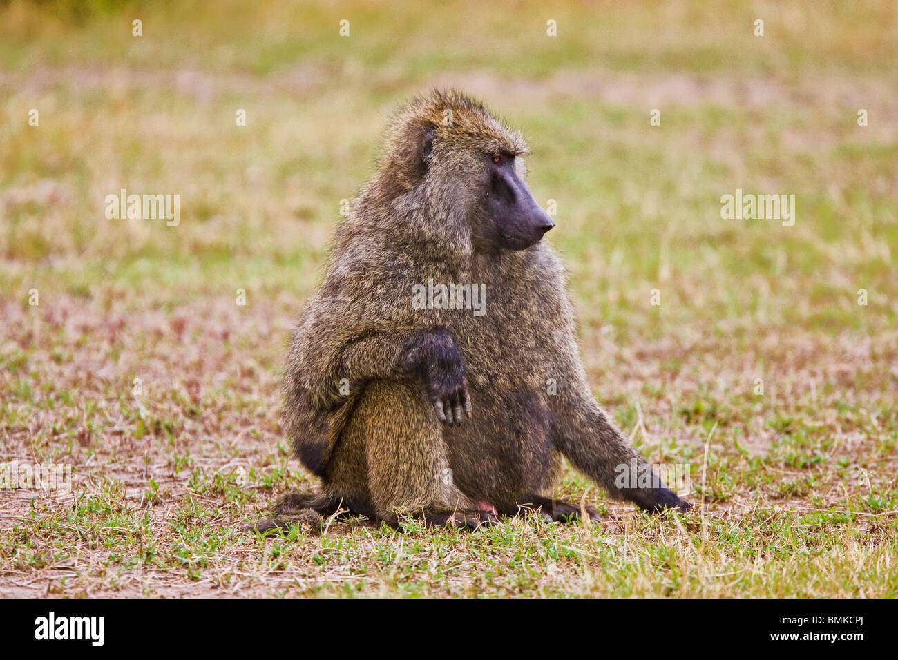 Baboons hanging around the bush in the Maasai Mara Kenya Stock Photo ...