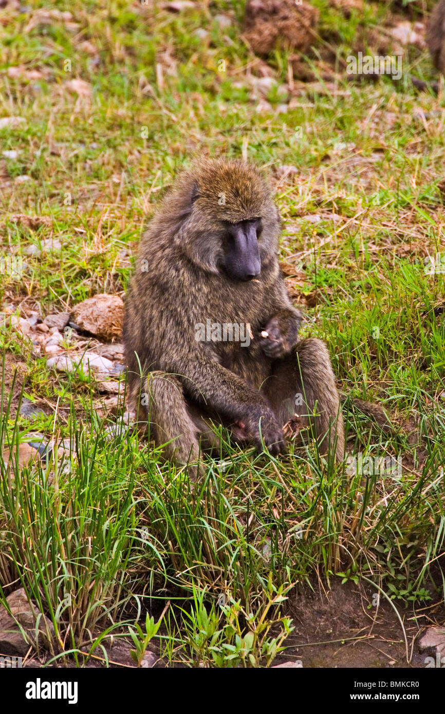 Baboons hanging around the bush in the Maasai Mara Kenya Stock Photo ...