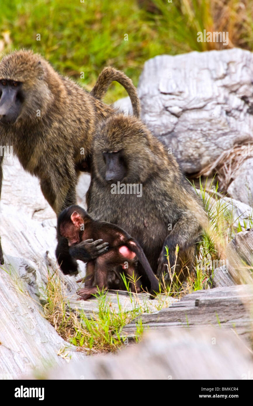 Baboons hanging around the bush in the Maasai Mara Kenya Stock Photo ...