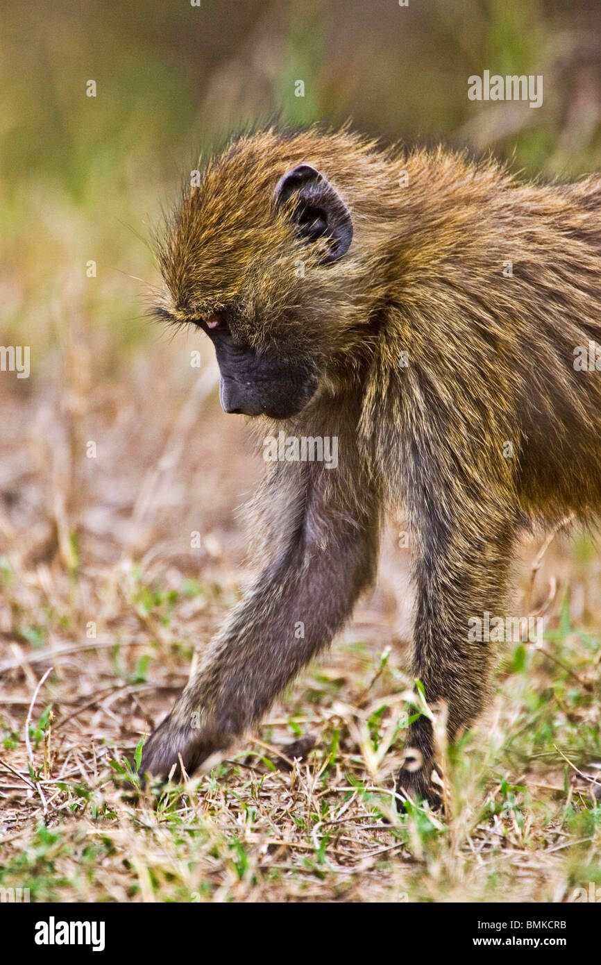 Baboons hanging around the bush in the Maasai Mara Kenya Stock Photo ...
