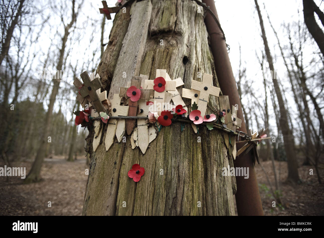 The remains of a tree at the World War One battle site of Sanctuary ...