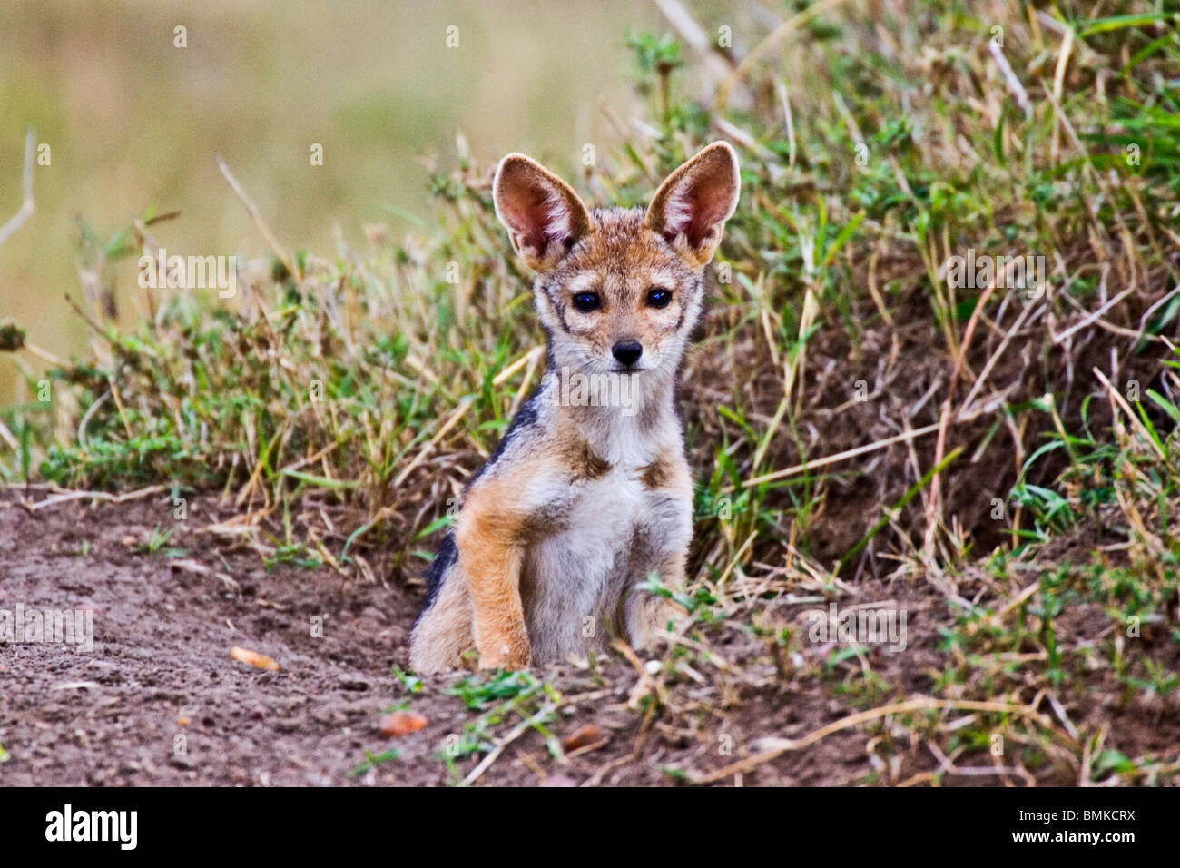 Silver-backed Jackals in the brush of Maasai Mara Kenya Stock Photo - Alamy