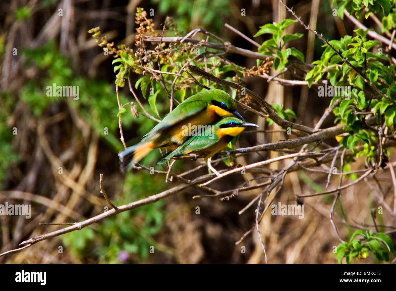A Little Bee-eater perched on a tree branch in the Maasai Mara Kenya ...