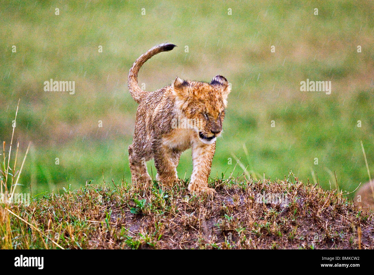 A lion cub walking in the bush after a afternoon rain in the Maasai ...