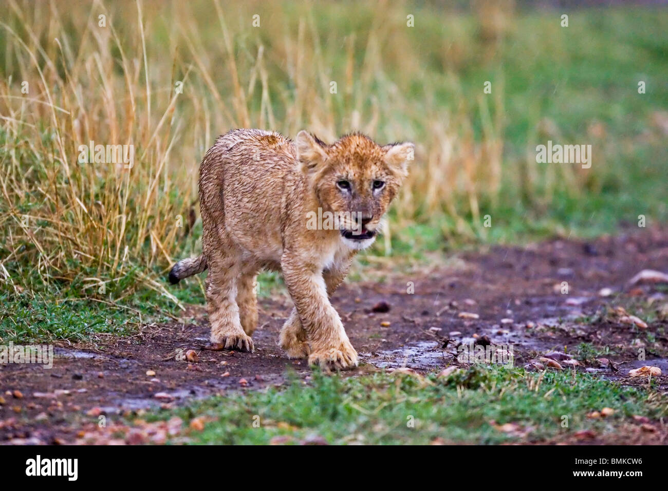 Lion and cub in rain hi-res stock photography and images - Alamy