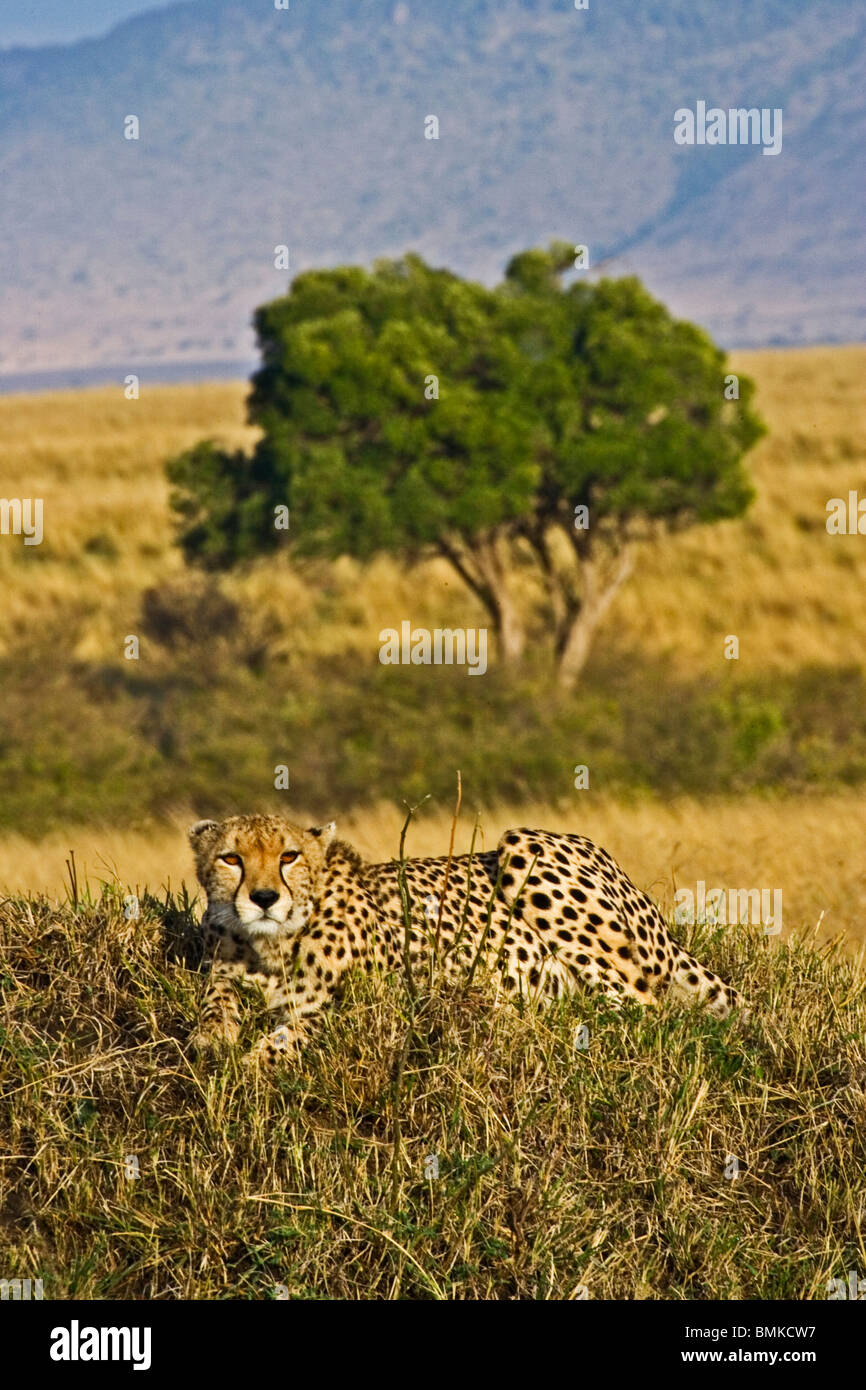 Cheetah in brush maasai mara hi-res stock photography and images - Alamy