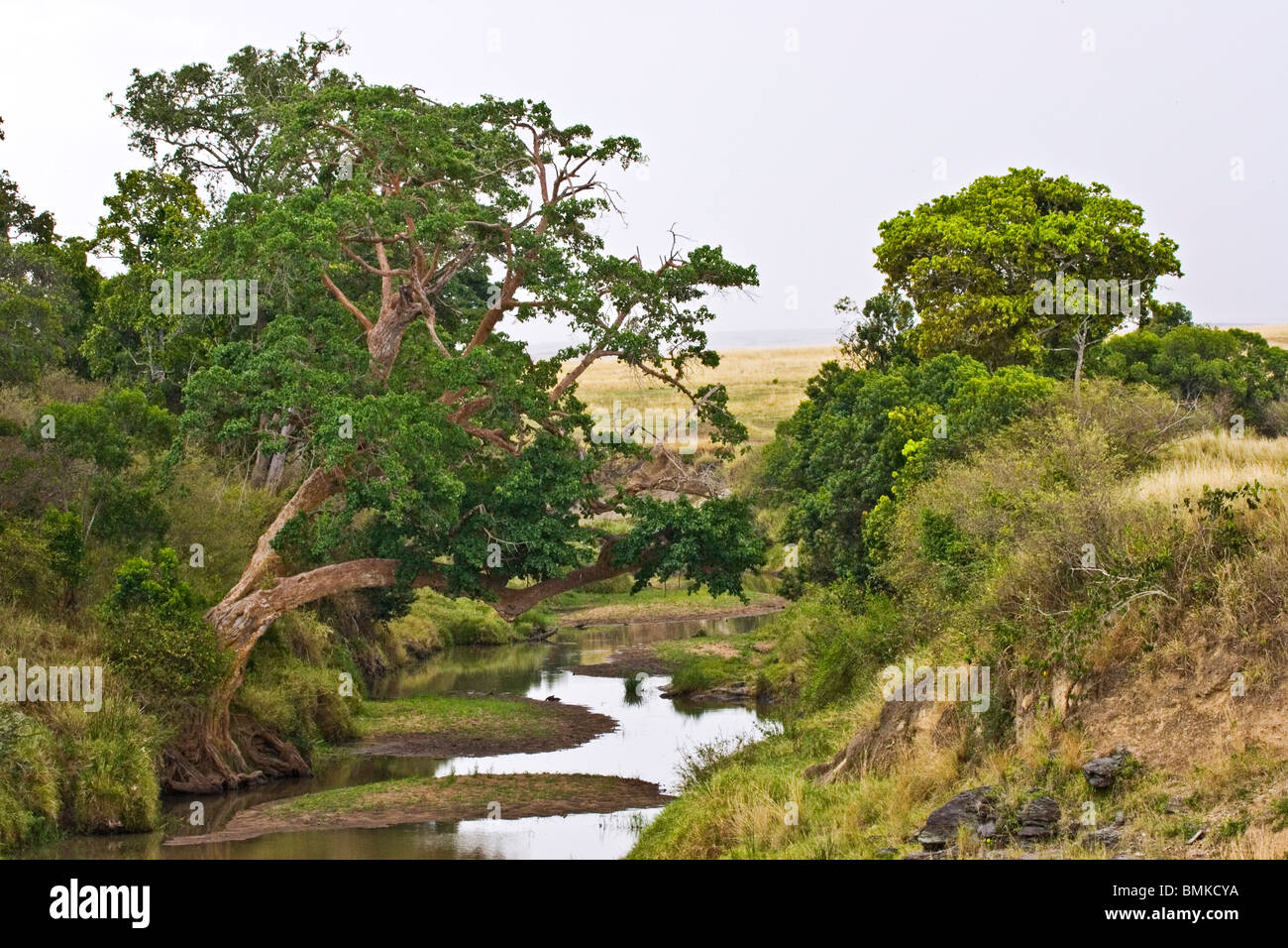 A scenic view of the Mara in the Maasai Mara Kenya Stock Photo - Alamy