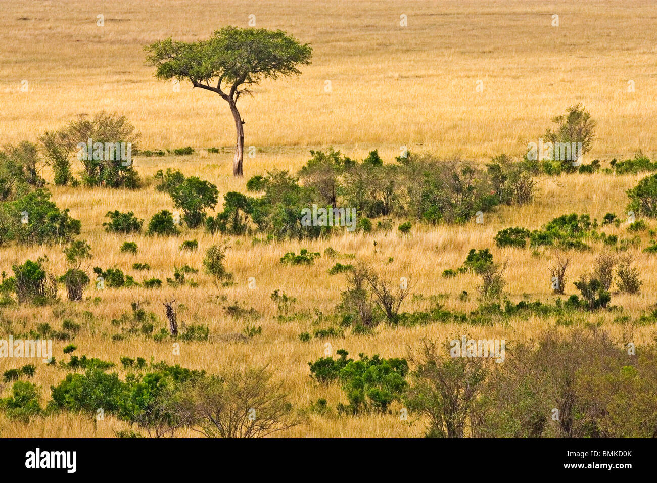 A scenic view of the Mara in the Maasai Mara Kenya Stock Photo - Alamy