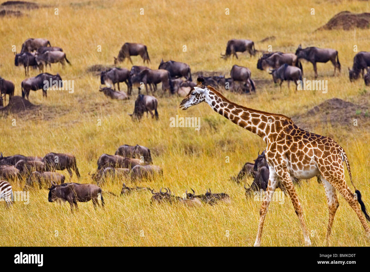 Crossing of the Mara River by Giraffes and Wildebeest, migrating in the ...