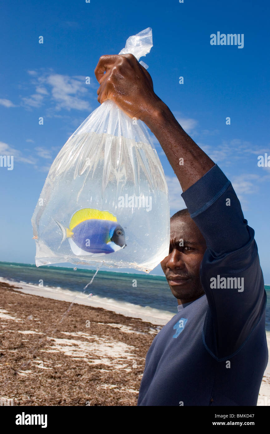 Africa, Kenya, Malindi. Kenyan man holding tropical fish caught in the ...