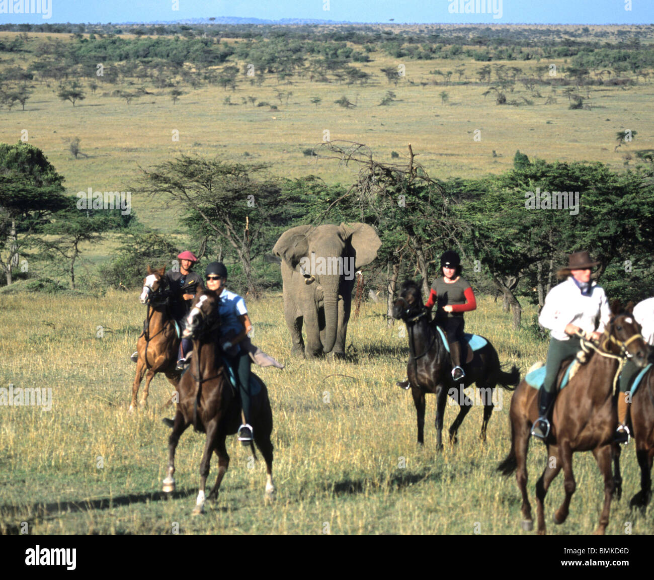 Africa. Kenya. Masai Mara. Horseback riders on safari run from a ...