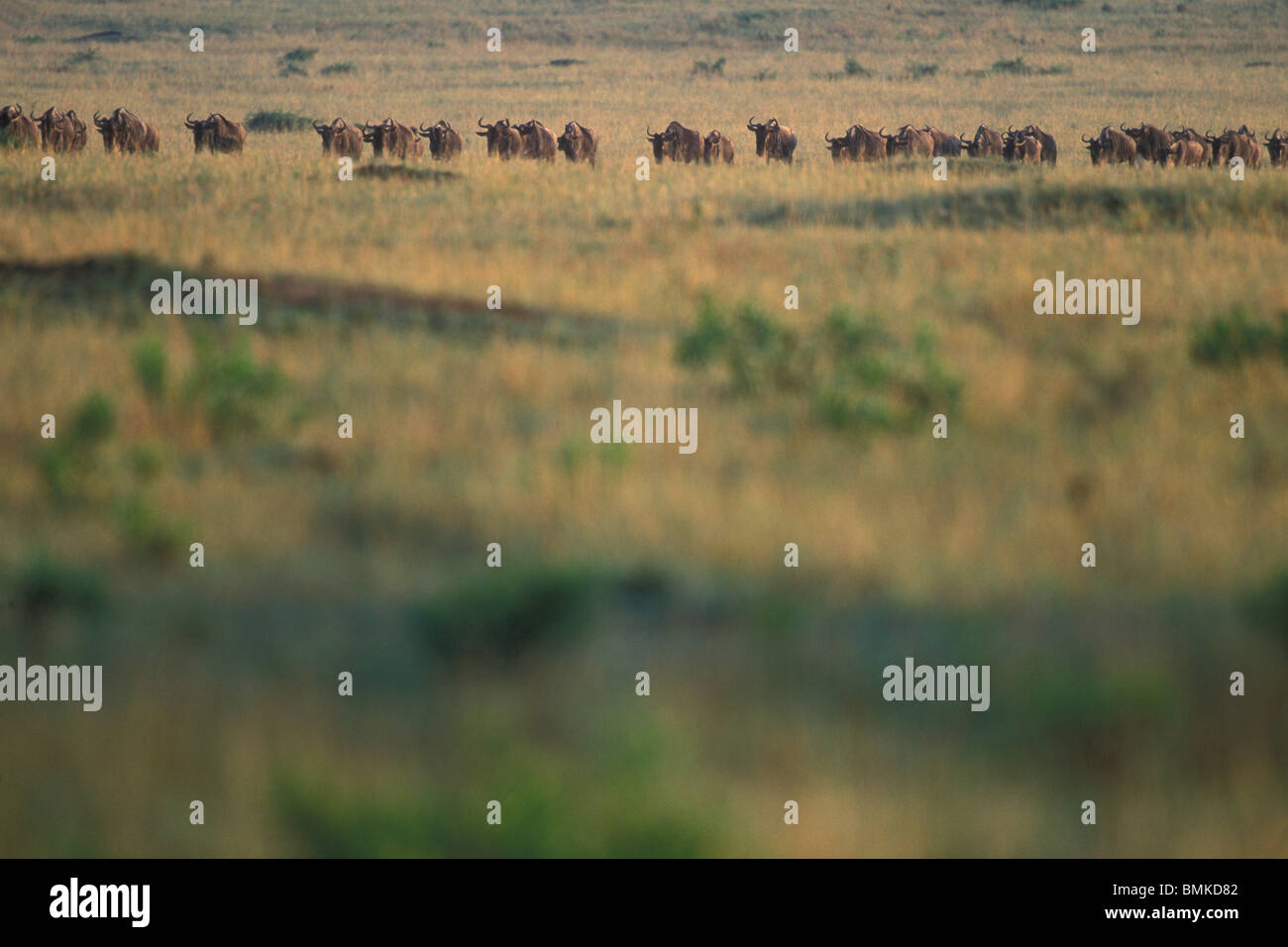 Kenya, Masai Mara Game Reserve, Long line of Wildebeest (Connochaetes ...