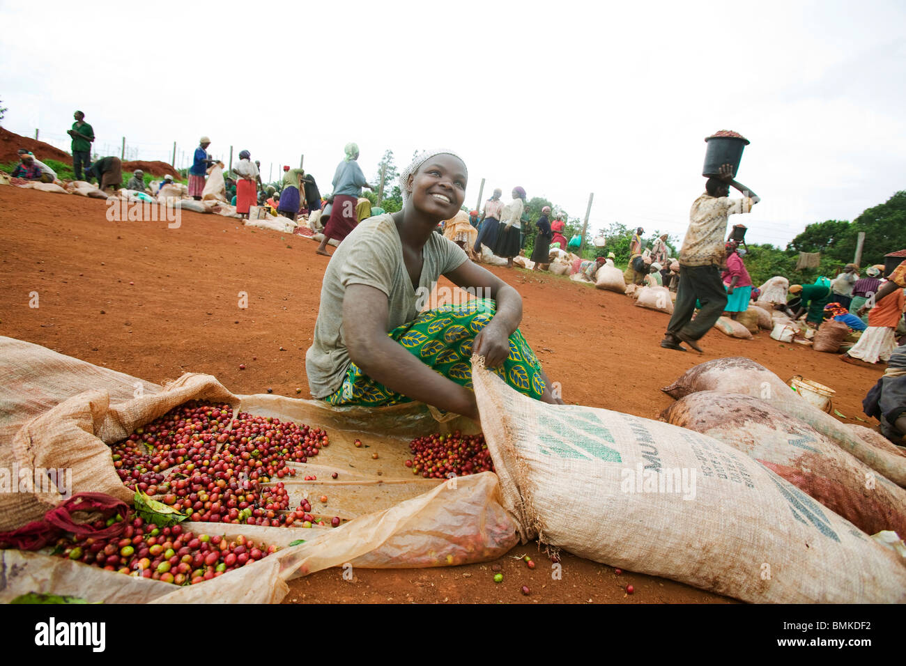 Africa Coffee Bean Sorting High Resolution Stock Photography and Images ...