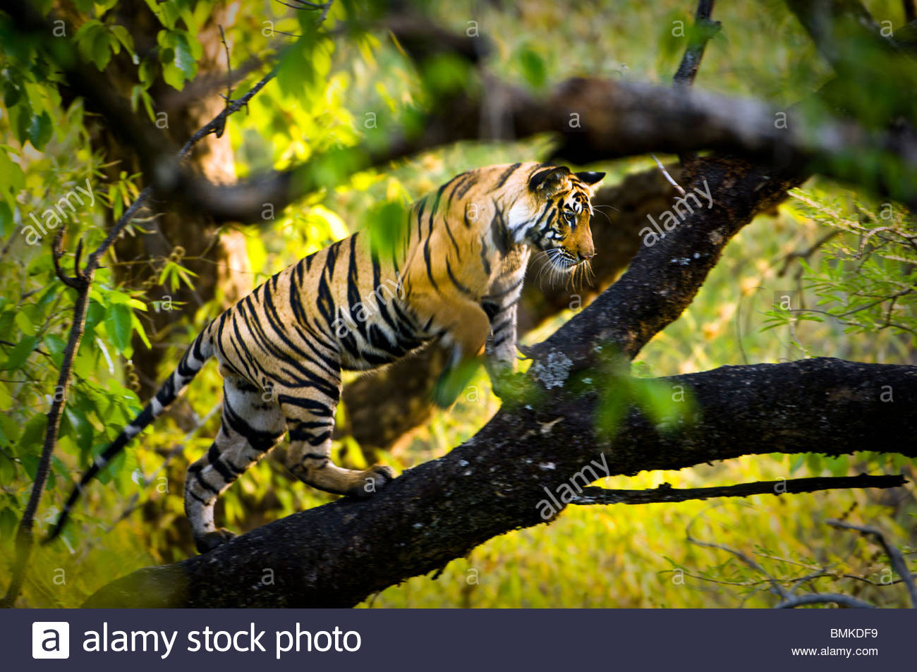 Male Tiger Stock Photos & Male Tiger Stock Images - Alamy
