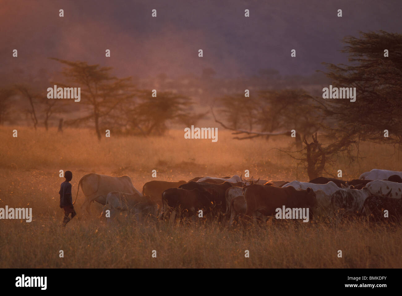 Africa, Kenya, Young Masai boy walks behind herd of cattle at sunset ...