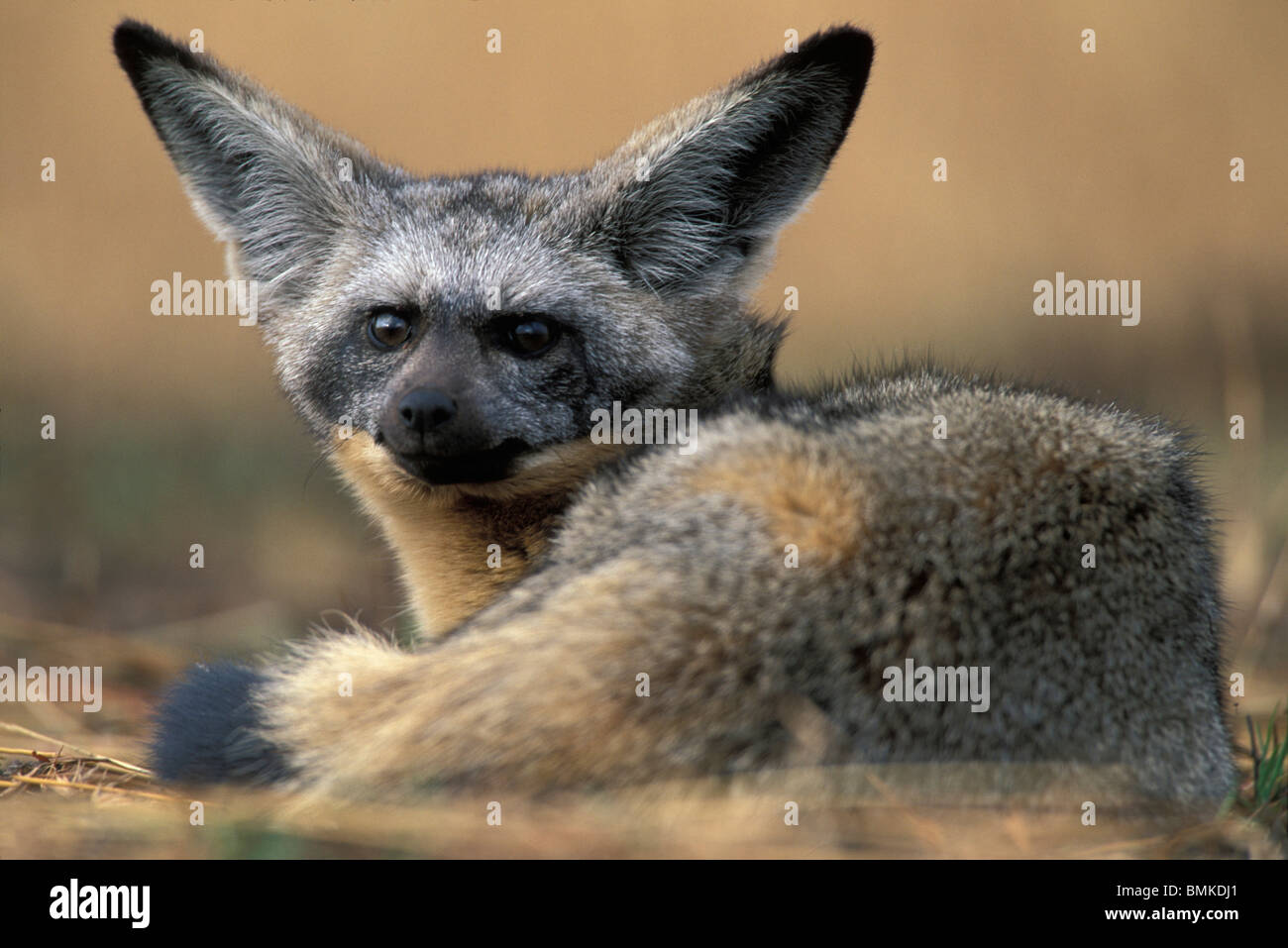 Africa, Kenya, Masai Mara Game Reserve, Bat Eared Fox (Otocyon ...