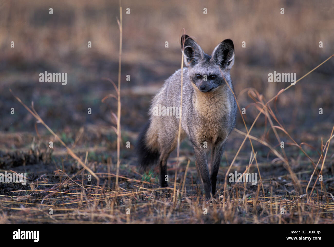 Africa, Kenya, Masai Mara Game Reserve, Bat Eared Foxes (Otocyon ...