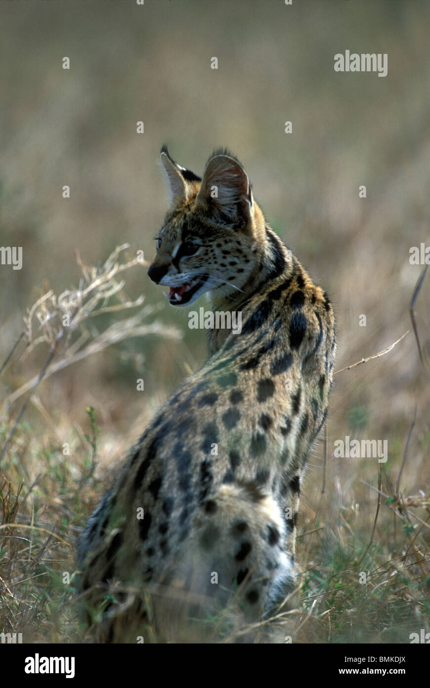 Africa, Kenya, Masai Mara Game Reserve, Serval (Felis serval) hunts for ...