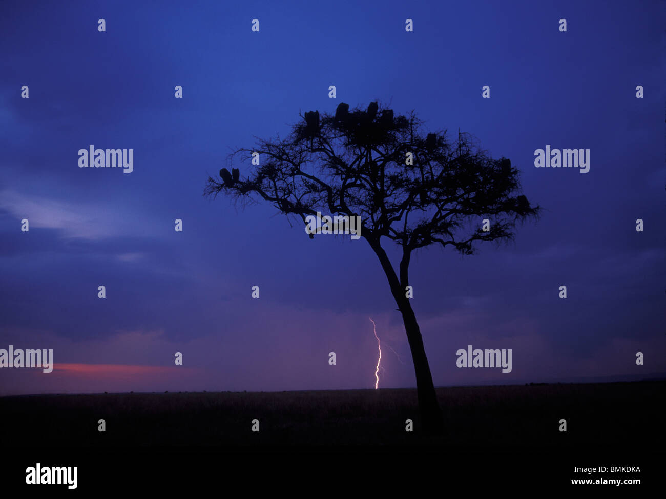 Lightning storm masai mara game hi-res stock photography and images - Alamy