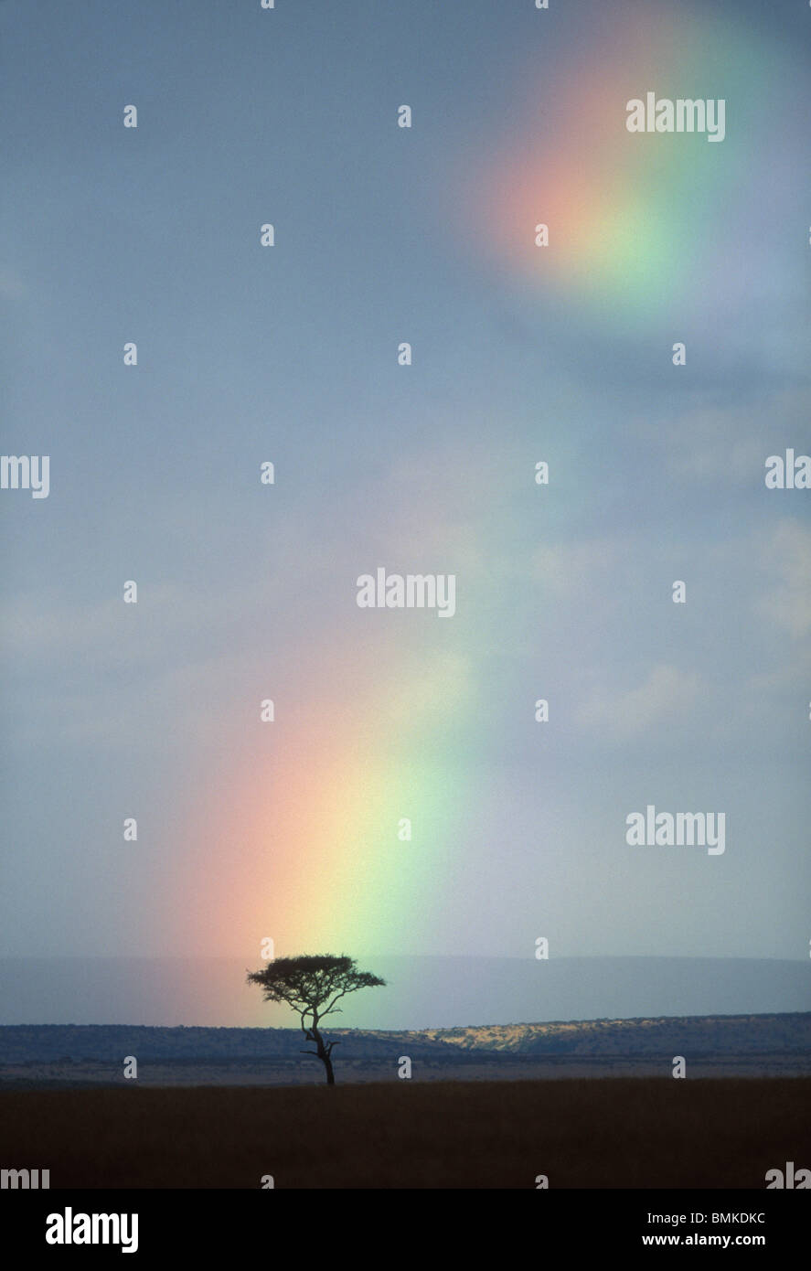 Acacia tree rainbow hi-res stock photography and images - Alamy