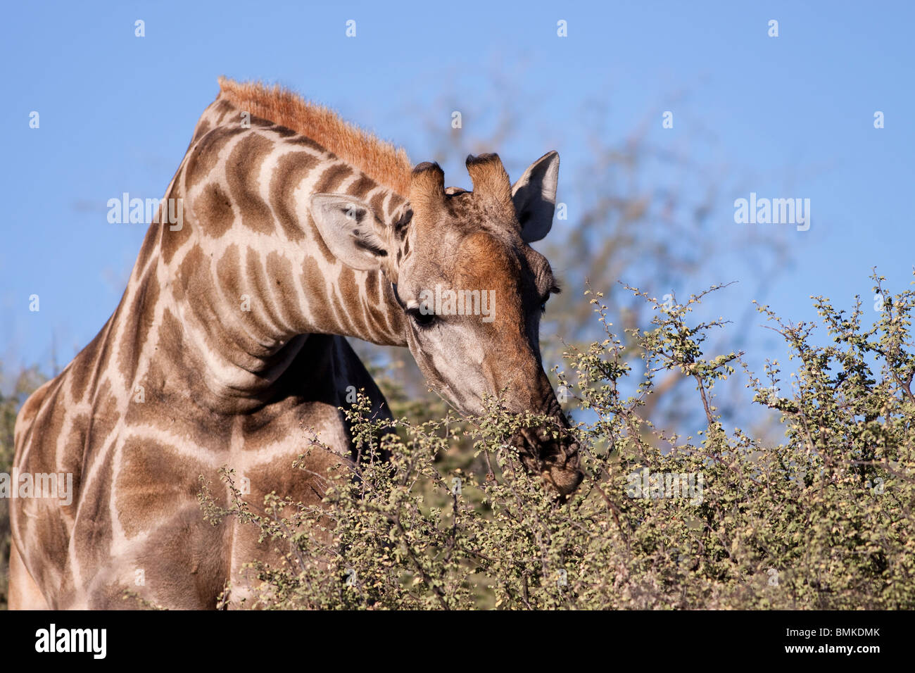 A giraffe eating leaves from a tree, facing camera Stock Photo - Alamy