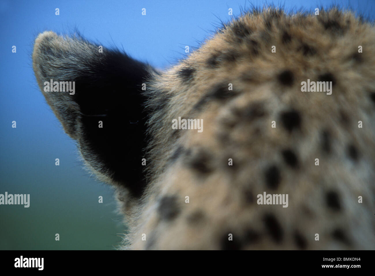 Cheetah From Behind High Resolution Stock Photography and Images - Alamy