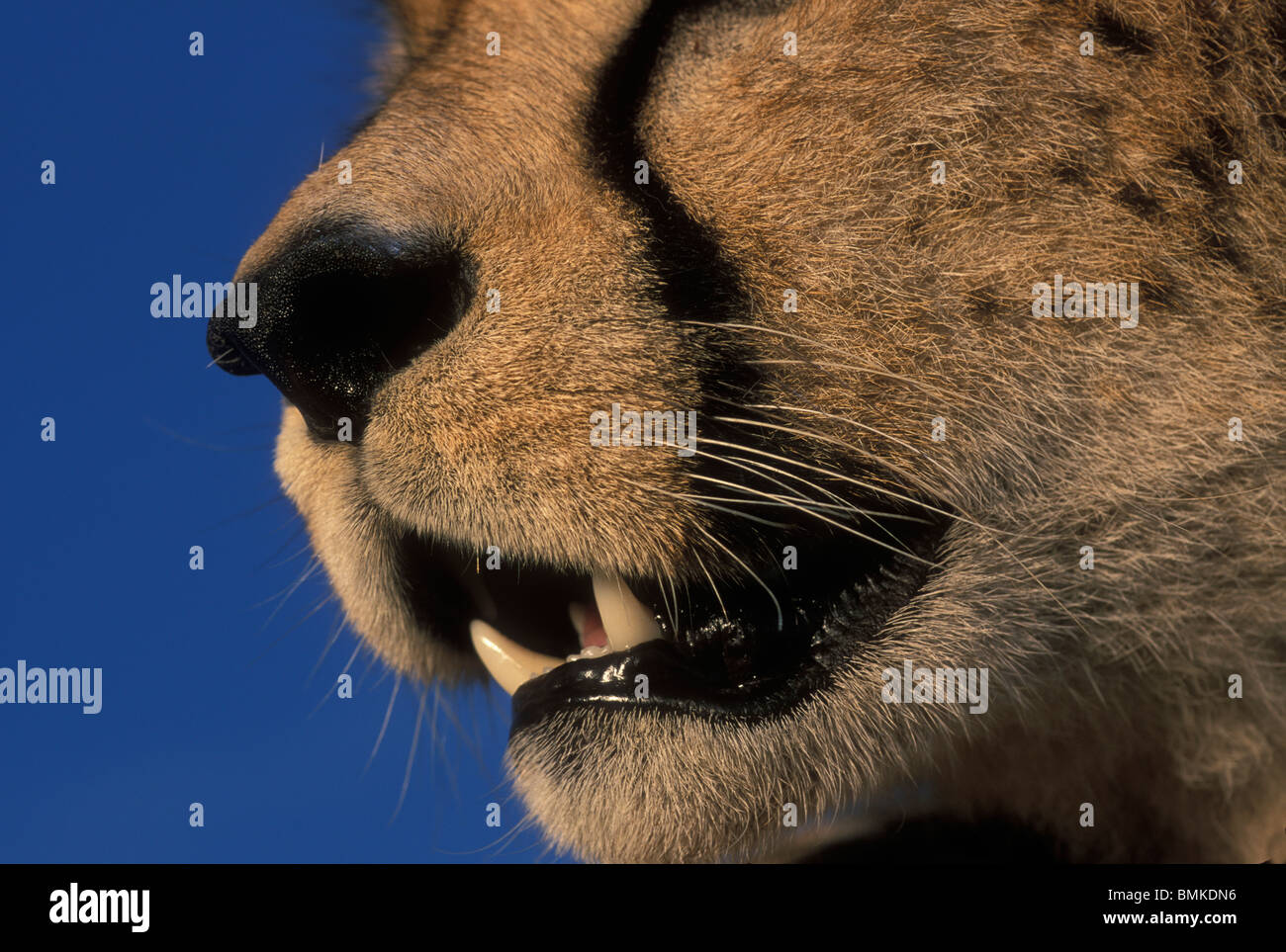 Close up cheetah head mouth hi-res stock photography and images - Alamy