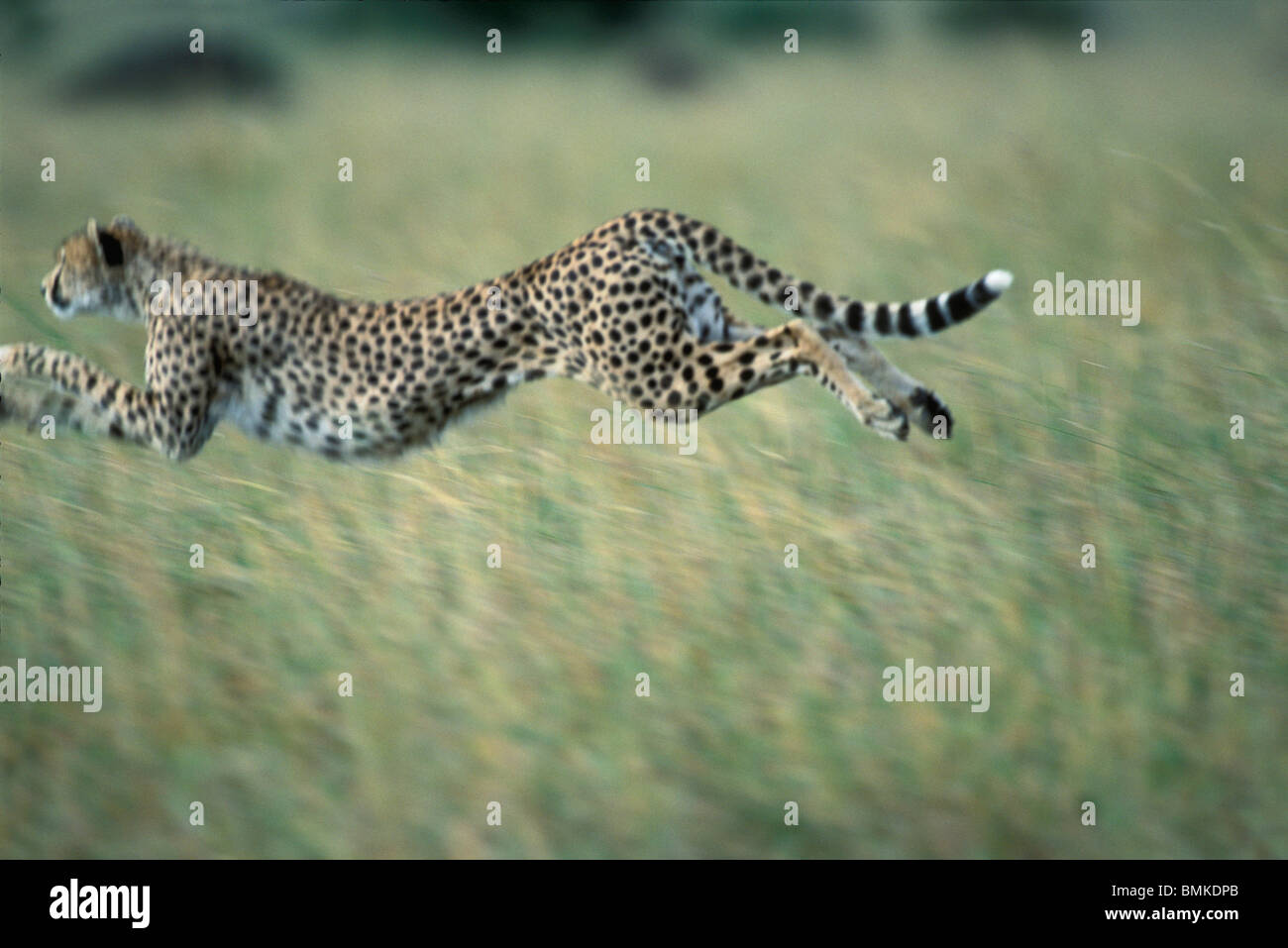 Kenya, Masai Mara Game Reserve, Adult Female Cheetah (Acinonyx jubatas ...