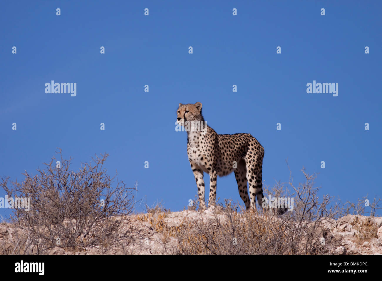 Cheetah hunt hi-res stock photography and images - Alamy