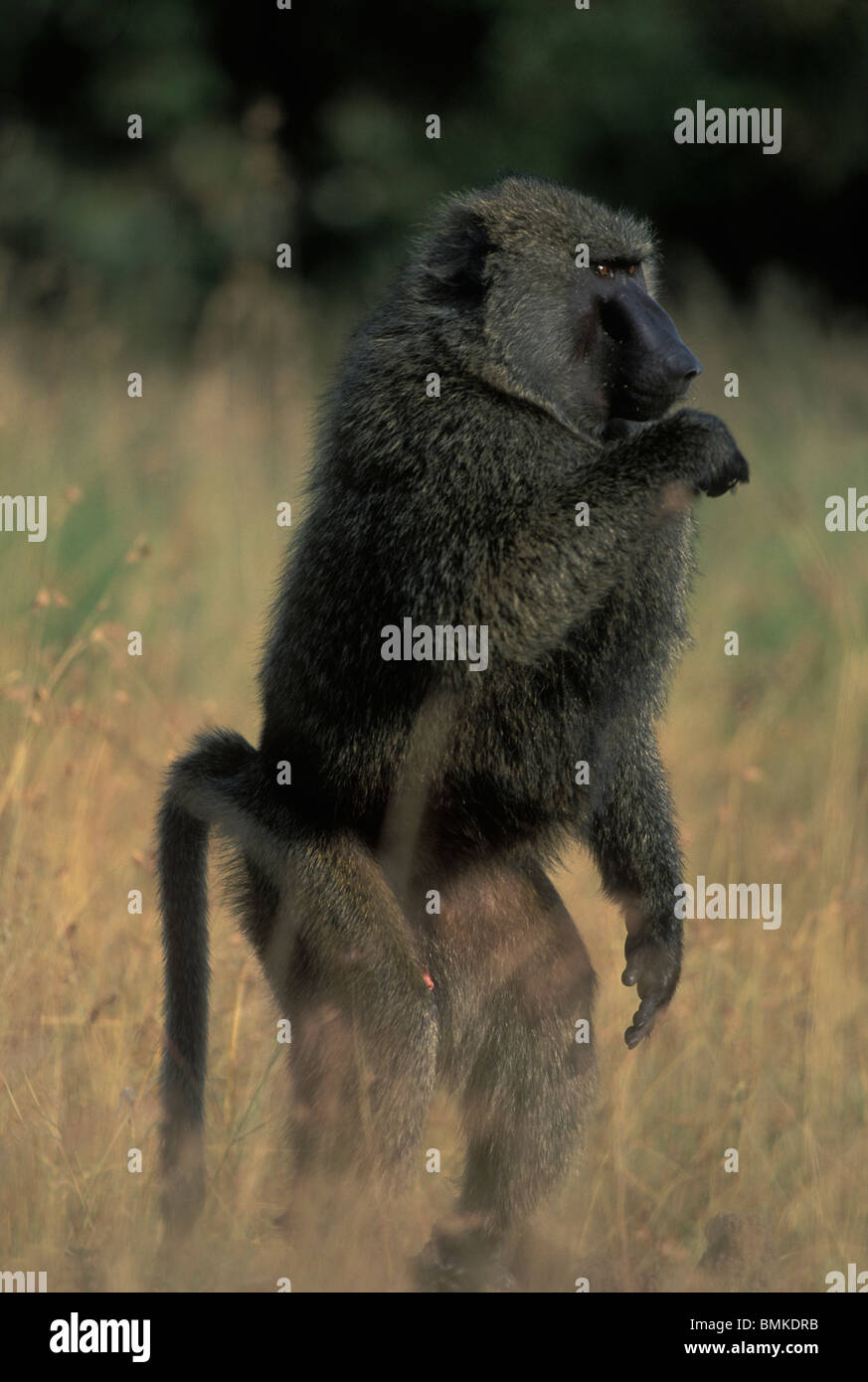 Side view of yellow baboon hi-res stock photography and images - Alamy