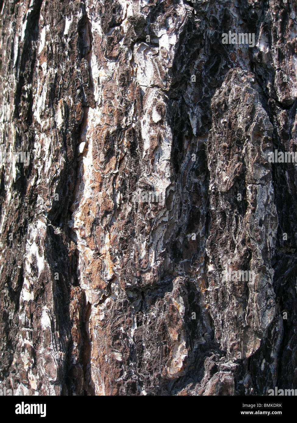 Tree bark texture background Stock Photo - Alamy