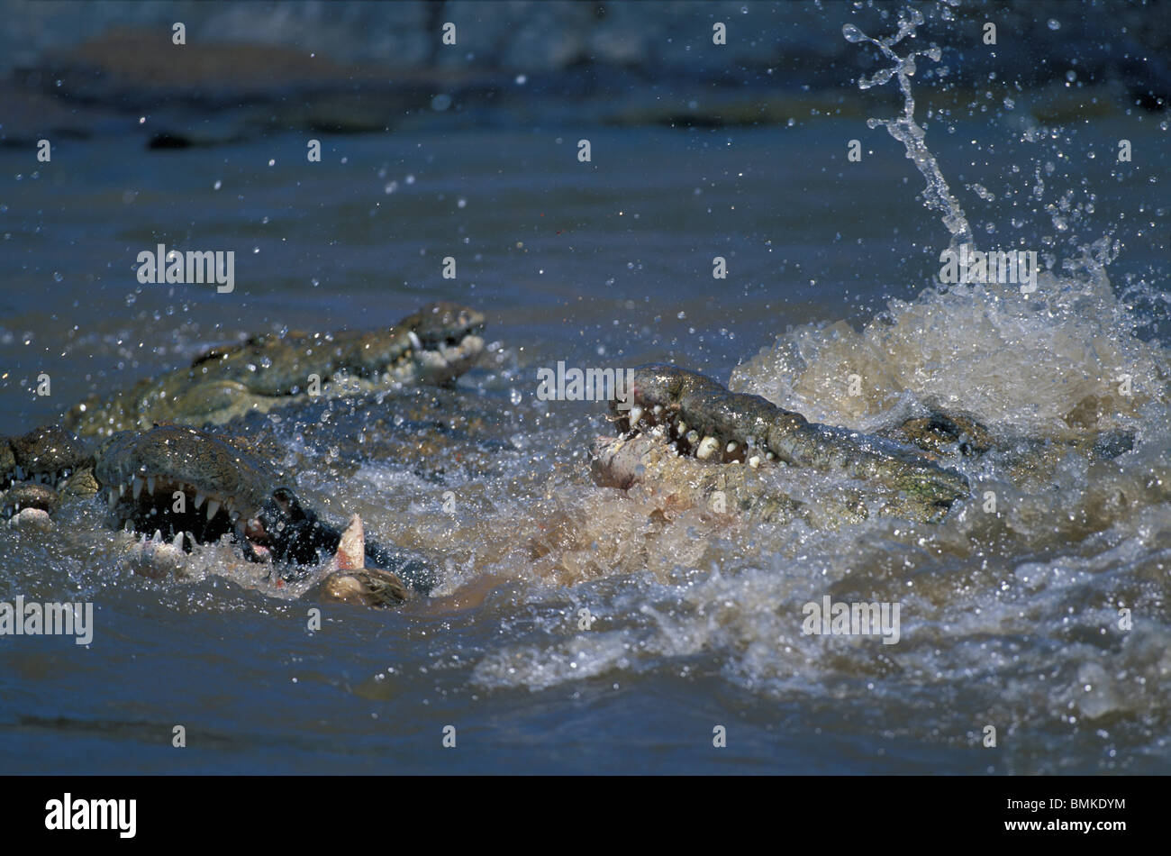 Africa, Kenya, Masai Mara Game Reserve, Nile Crocodiles (Crocodylus ...