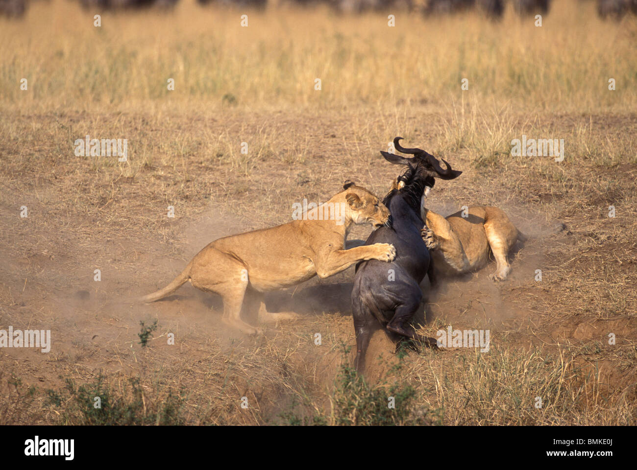 Kenya, Masai Mara Game Reserve, Lions (Panthera leo) ambush and kill ...