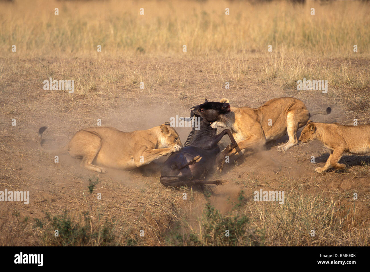 Kenya, Masai Mara Game Reserve, Lions (Panthera leo) ambush and kill ...