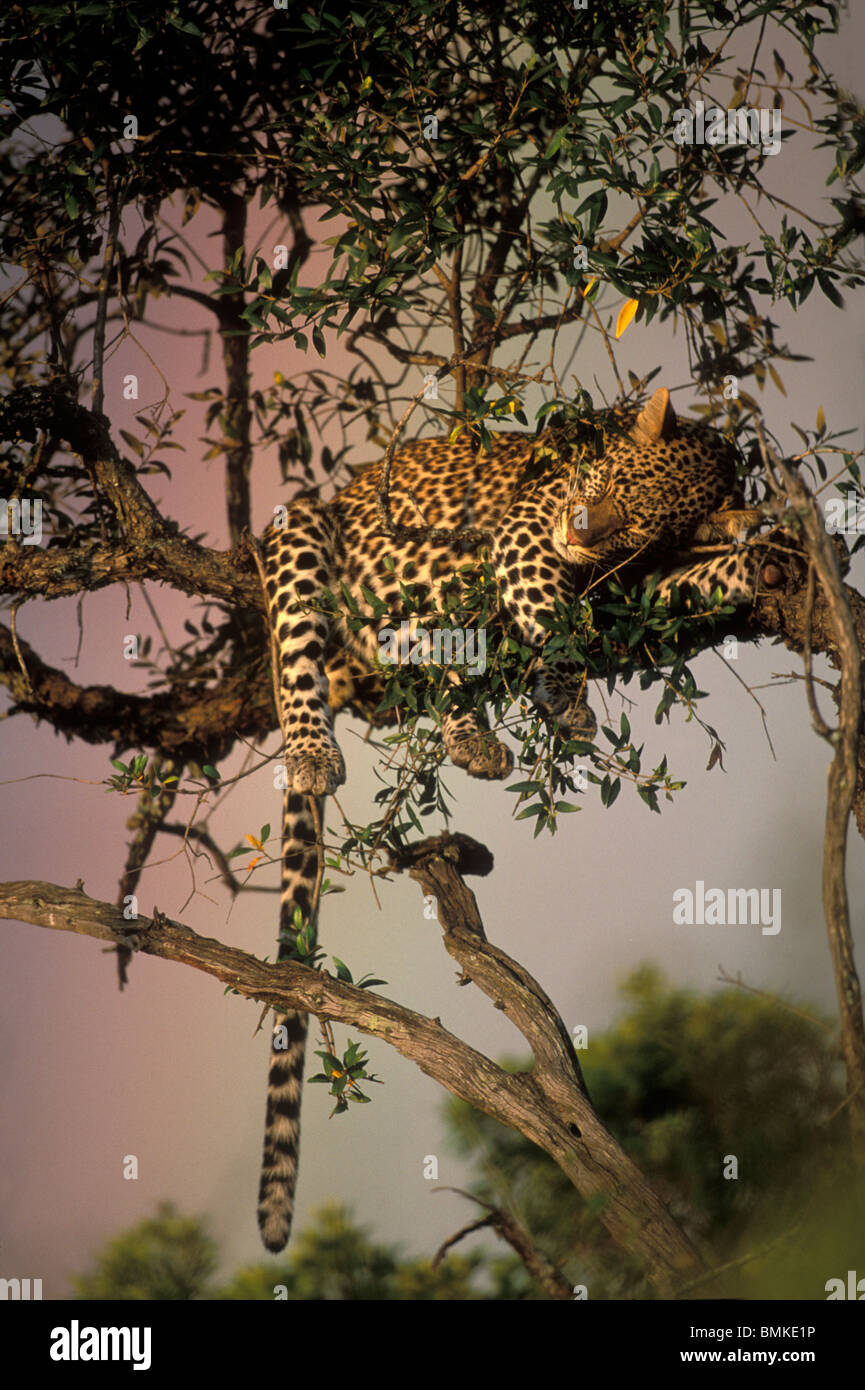 Paul souders leopard hi-res stock photography and images - Alamy
