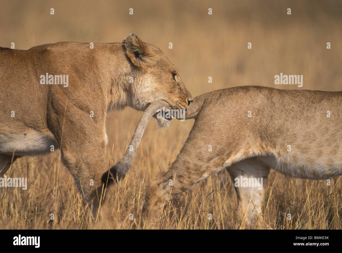 Lion panthera leo lioness biting hi-res stock photography and images ...