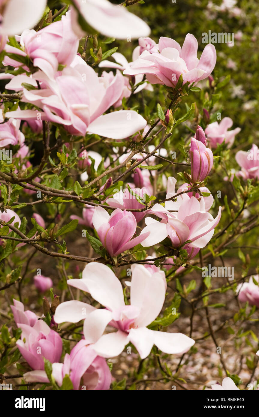 Magnolia growing in a garden Stock Photo - Alamy